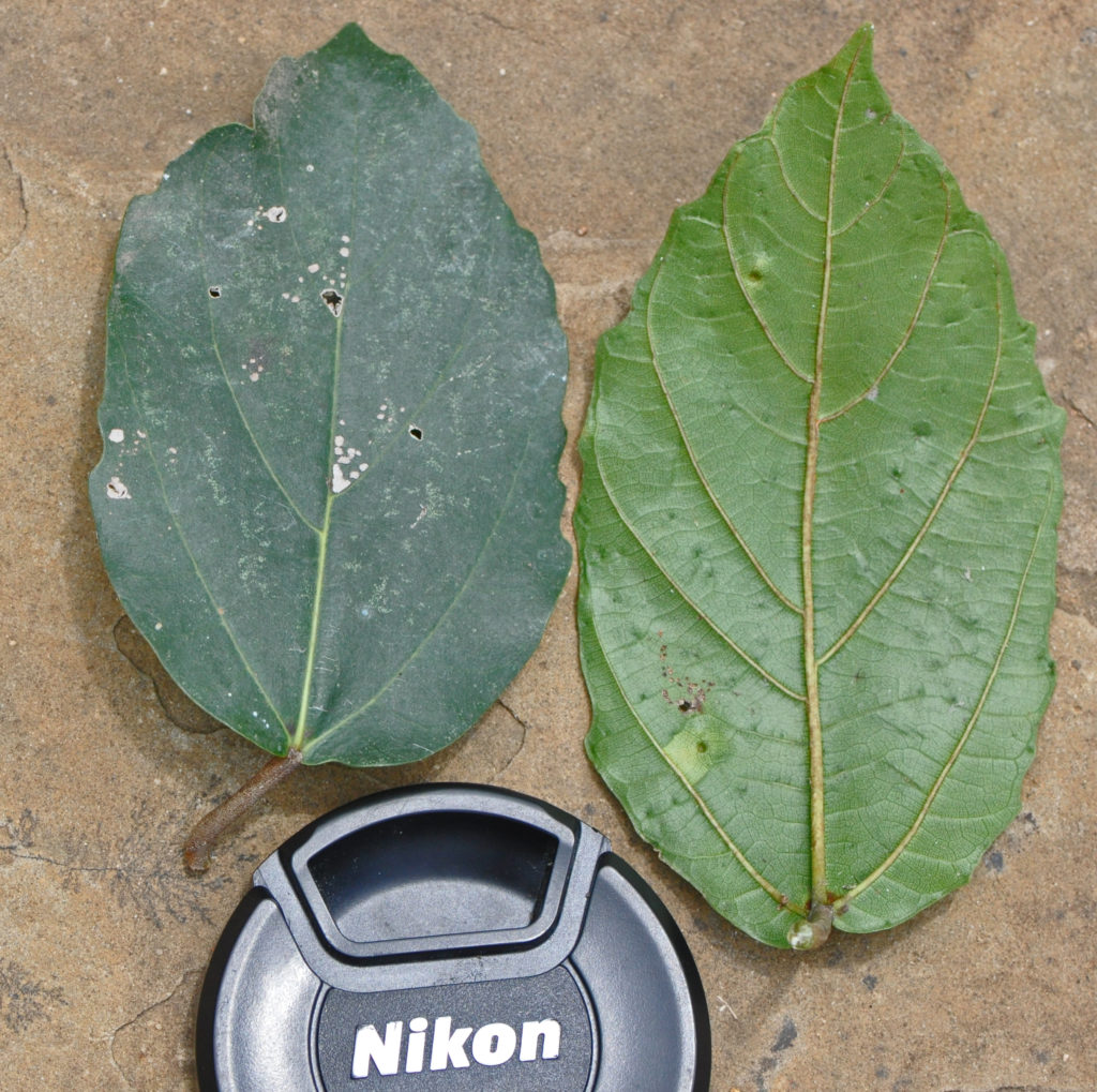 Ficus sur Broom Cluster Fig | Tree SA