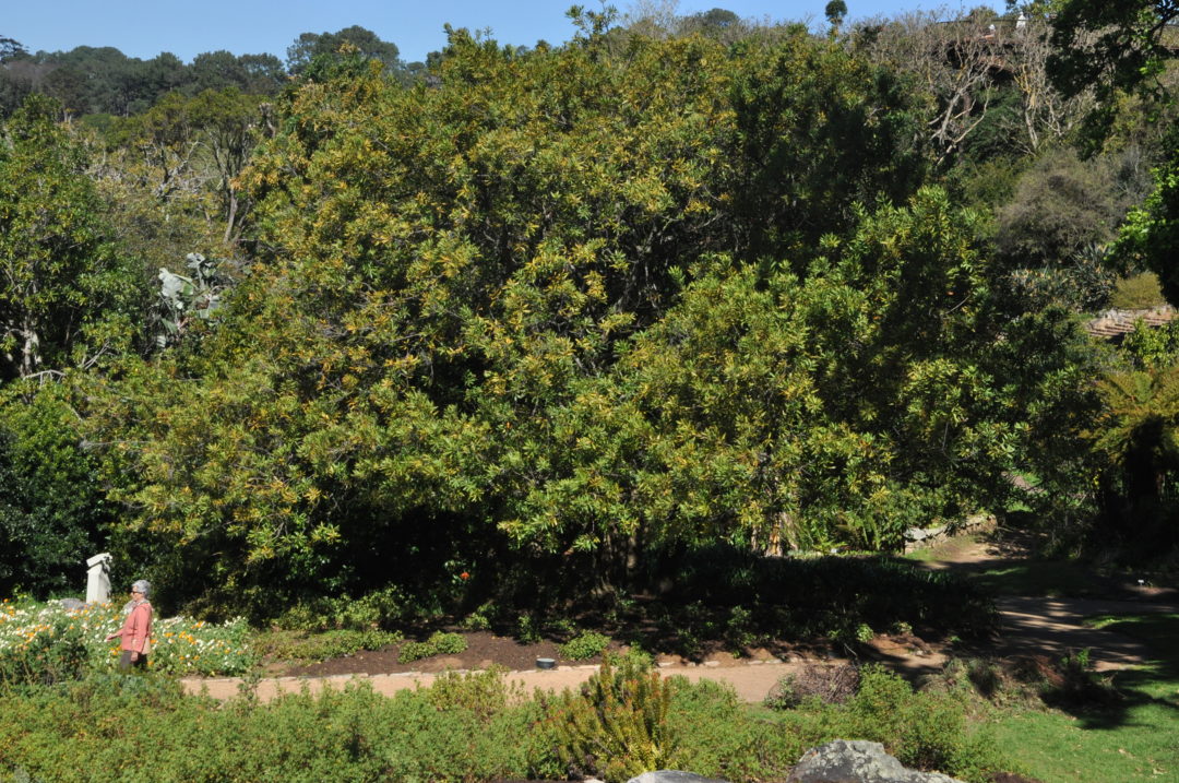Brabejum stellatifolium | Tree SA