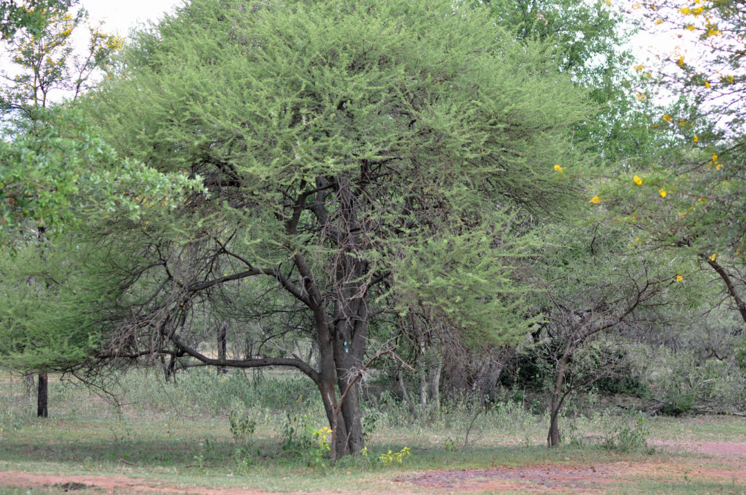 Vachellia tortilis | Tree SA