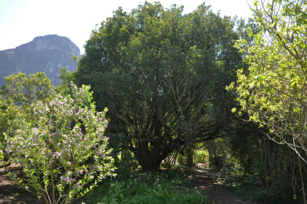Apodytes dimidiata | Tree SA