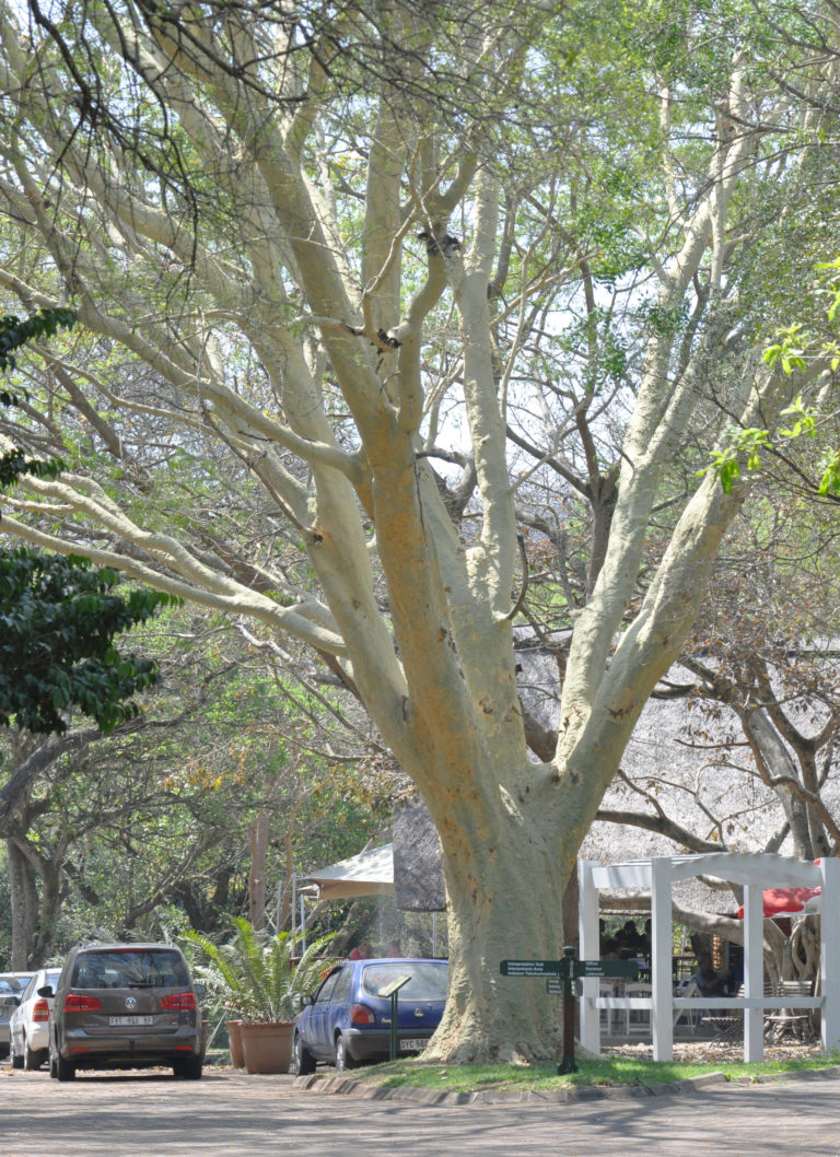 Vachellia xanthophloea | Tree SA