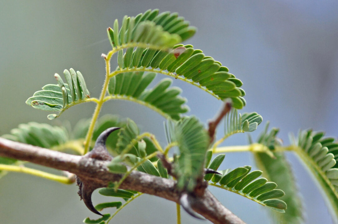 Senegalia erubescens | Tree SA