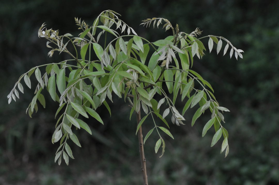 Bolusanthus speciosus | Tree SA