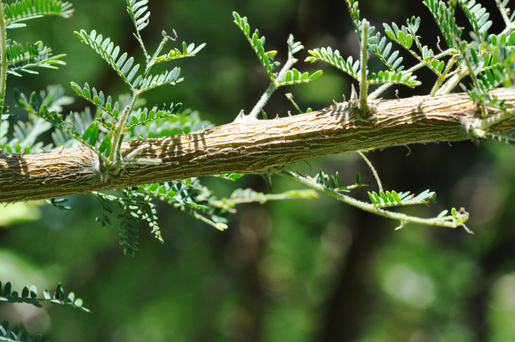 Acacia gerrardii, Vachellia gerrardii | Tree SA