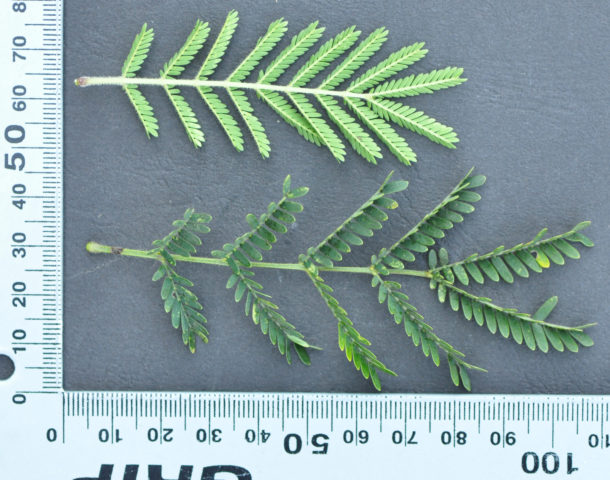 Vachellia gerrardii | Tree SA