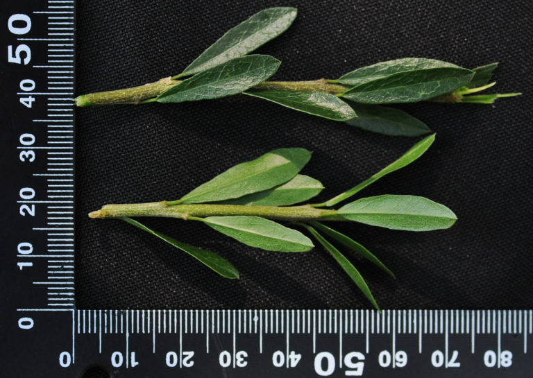 Boscia albitrunca | Tree SA