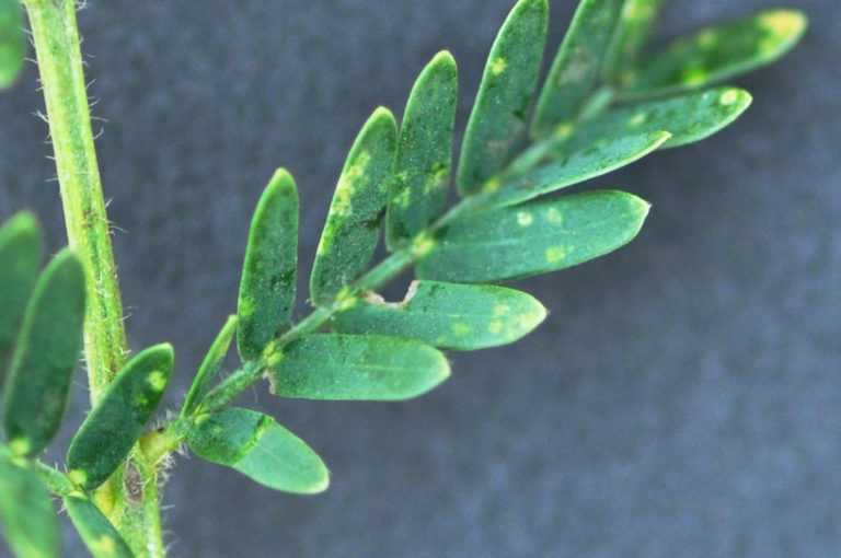 Vachellia gerrardii | Tree SA