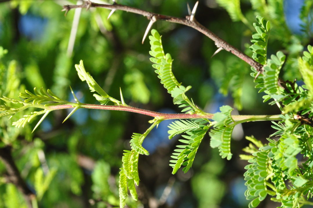 Vachellia karroo | Tree SA