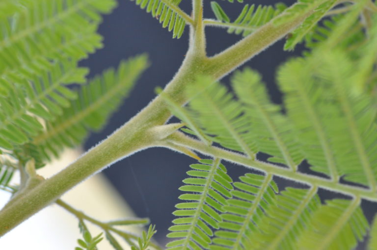 Acacia gerrardii, Vachellia gerrardii | Tree SA
