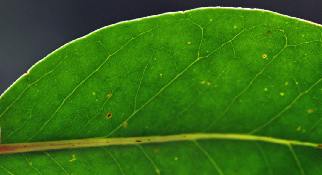 Apodytes dimidiata | Tree SA