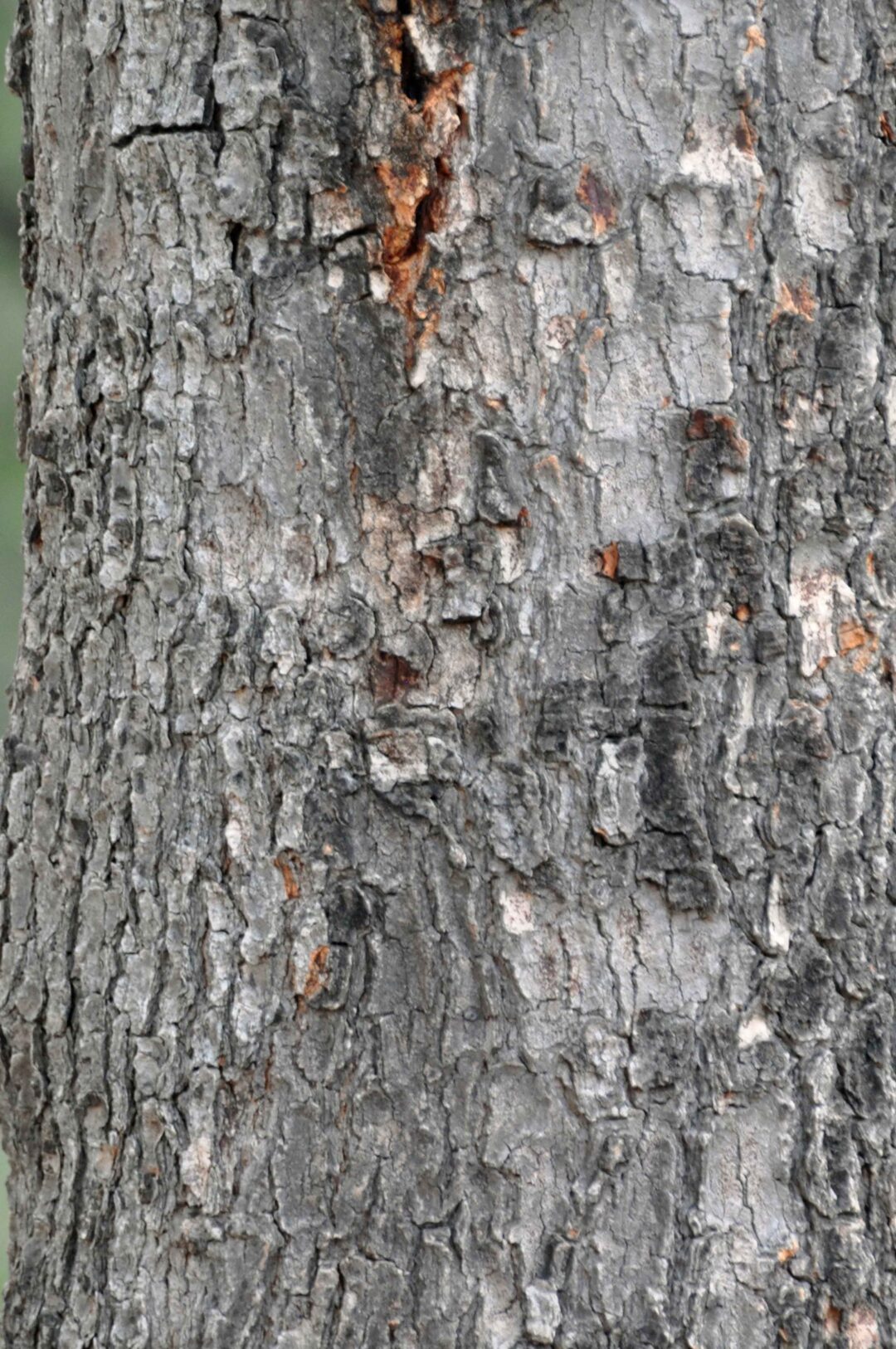 Burkea africana | Tree SA