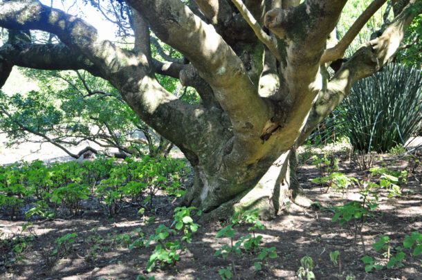 Apodytes dimidiata | Tree SA