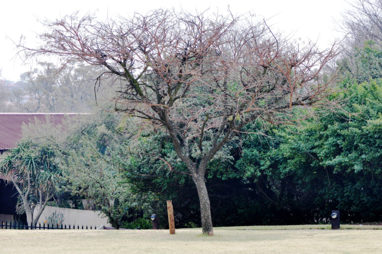 Vachellia gerrardii | Tree SA