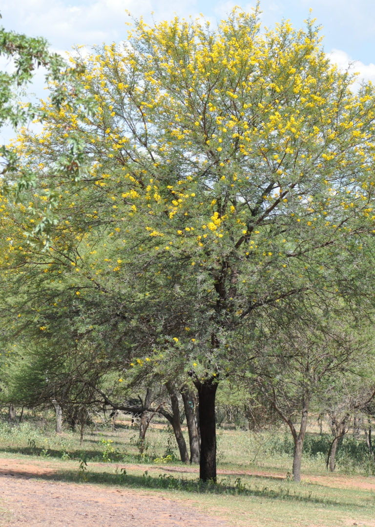 Vachellia karroo | Tree SA