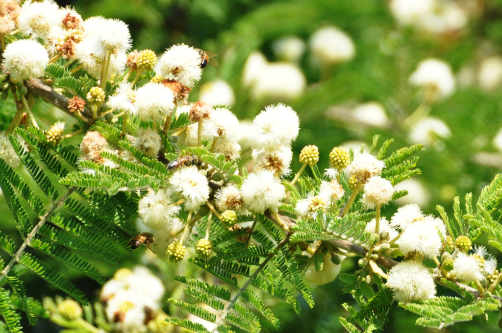 Acacia gerrardii, Vachellia gerrardii | Tree SA
