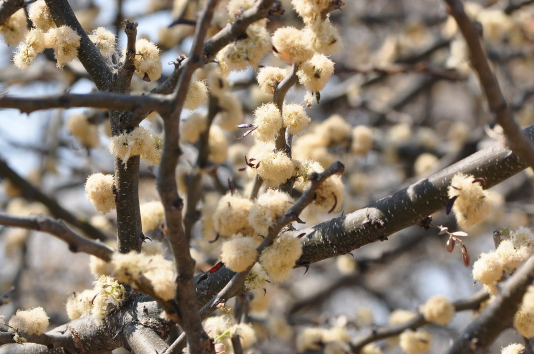 Senegalia mellifera | Tree SA