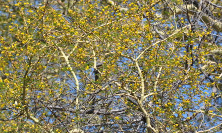 Apodytes dimidiata | Tree SA