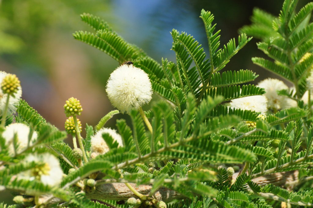 Acacia gerrardii, Vachellia gerrardii | Tree SA