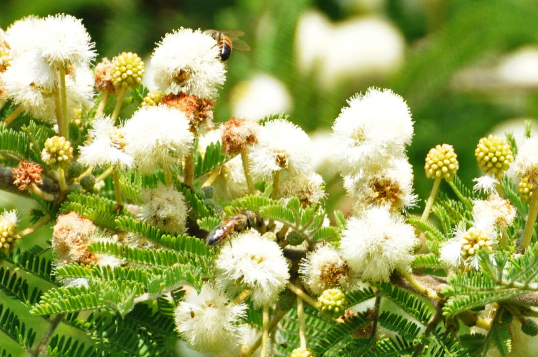 Vachellia gerrardii | Tree SA