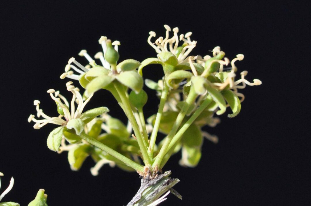 Boscia albitrunca | Tree SA