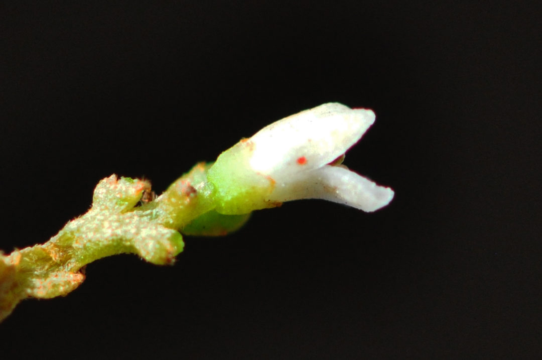 Apodytes dimidiata | Tree SA