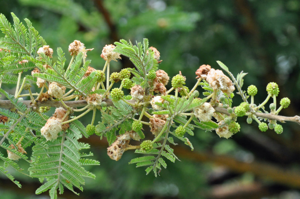Acacia gerrardii, Vachellia gerrardii | Tree SA