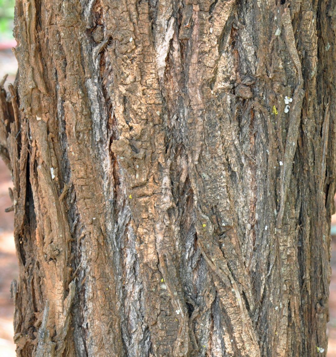 Vachellia nilotica | Tree SA