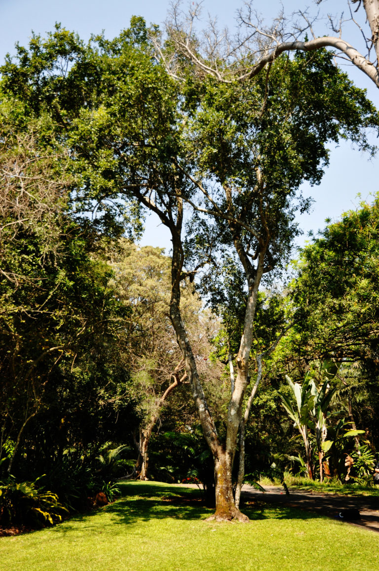Apodytes dimidiata | Tree SA