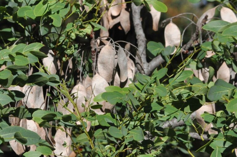 Burkea africana | Tree SA