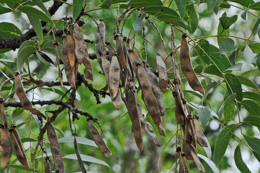 Bolusanthus speciosus | Tree SA