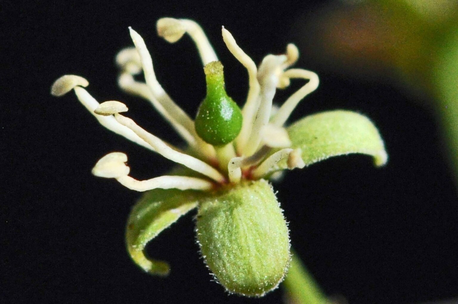 Boscia albitrunca | Tree SA