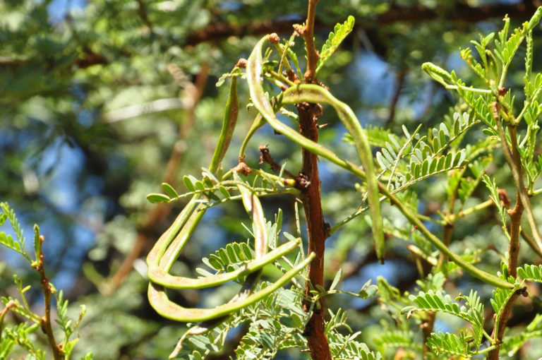 Vachellia karroo | Tree SA