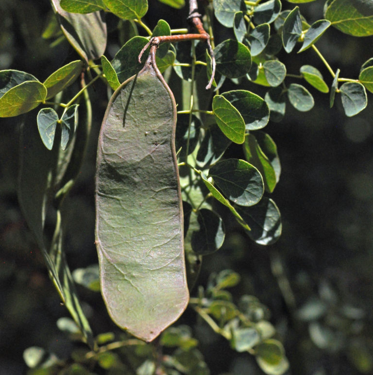 Senegalia nigrescens | Tree SA