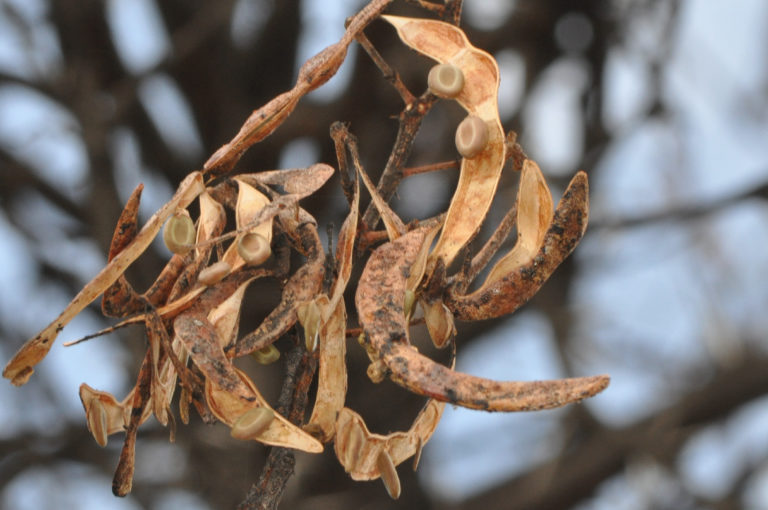 Vachellia karroo | Tree SA