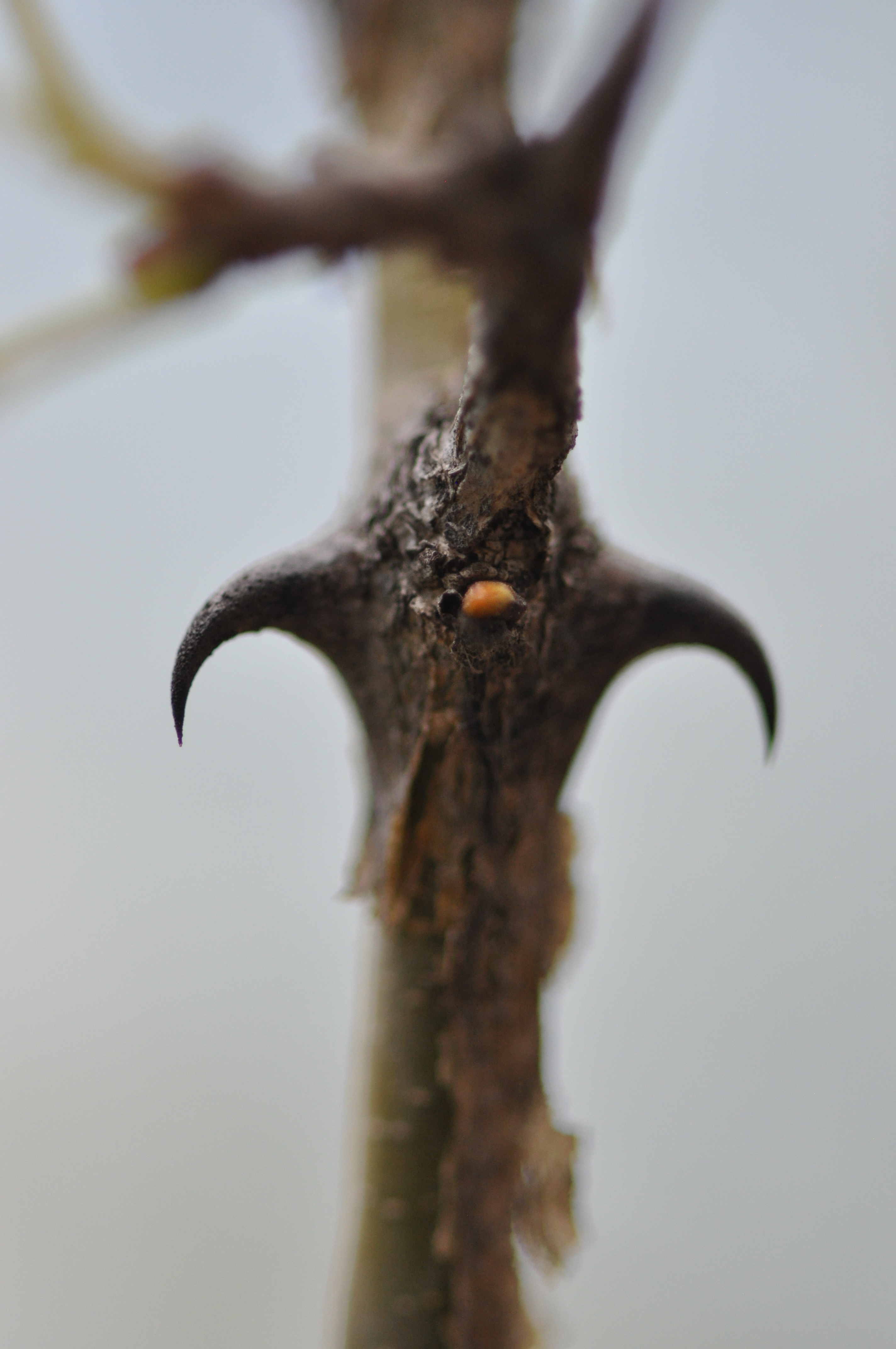 Marakele National Park | Tree SA