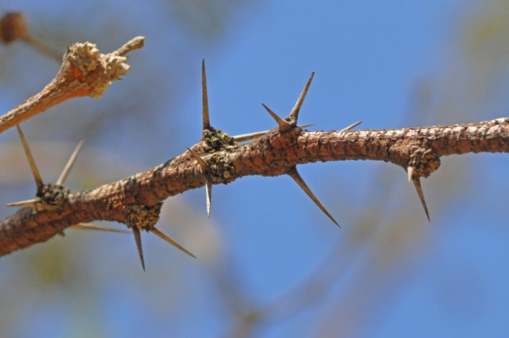 Acacia gerrardii, Vachellia gerrardii | Tree SA