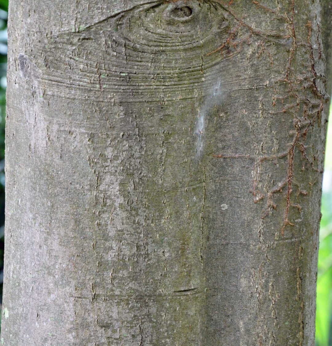 Apodytes dimidiata | Tree SA