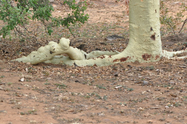 Vachellia xanthophloea | Tree SA