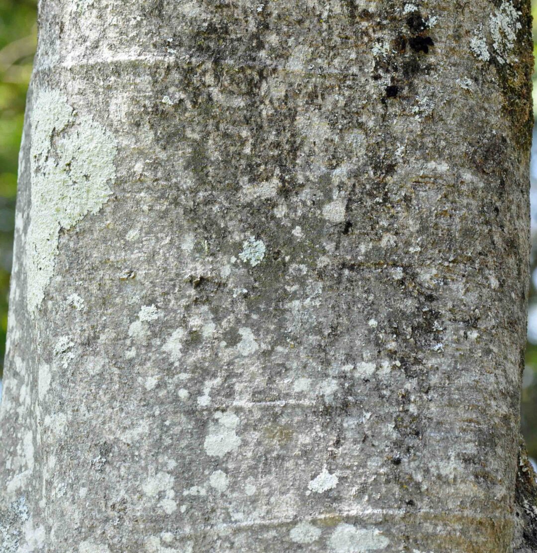 Apodytes dimidiata | Tree SA