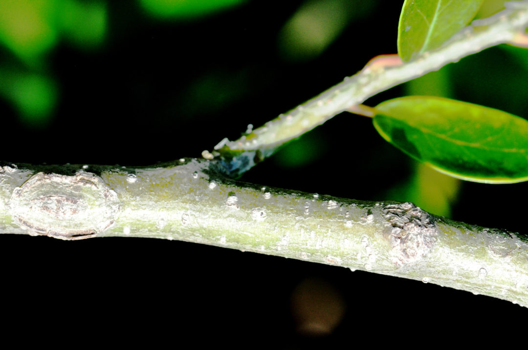 Apodytes dimidiata | Tree SA