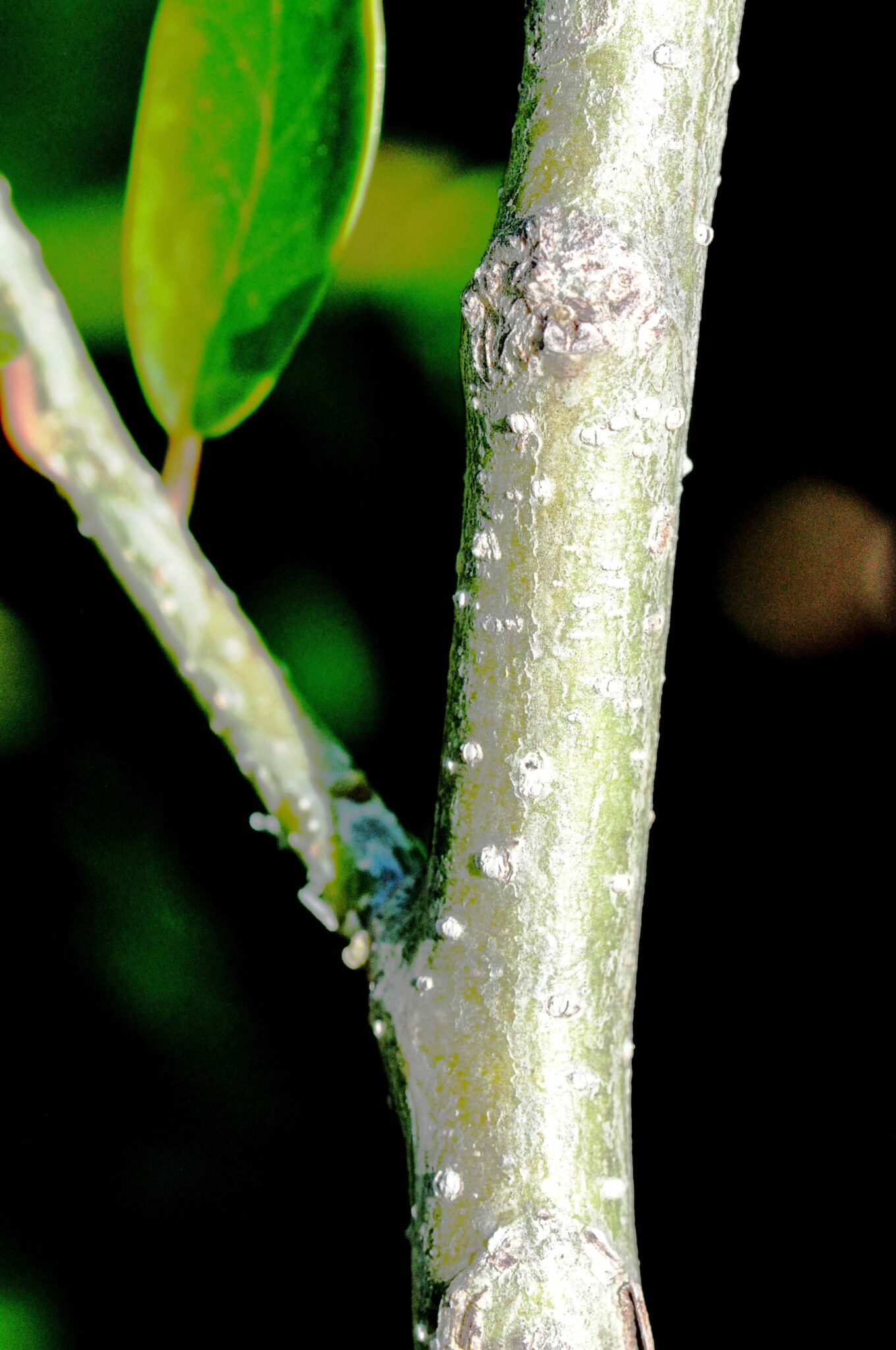 Apodytes dimidiata | Tree SA