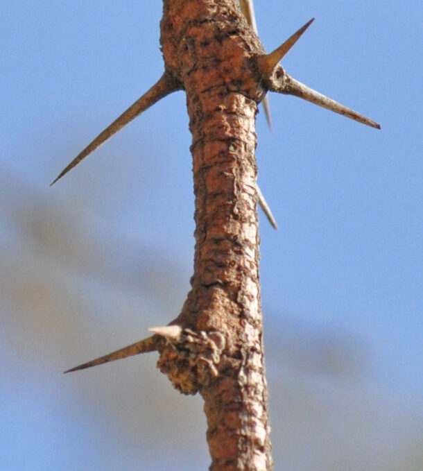 Vachellia gerrardii | Tree SA
