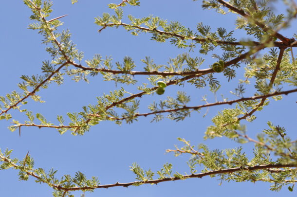Vachellia tortilis | Tree SA