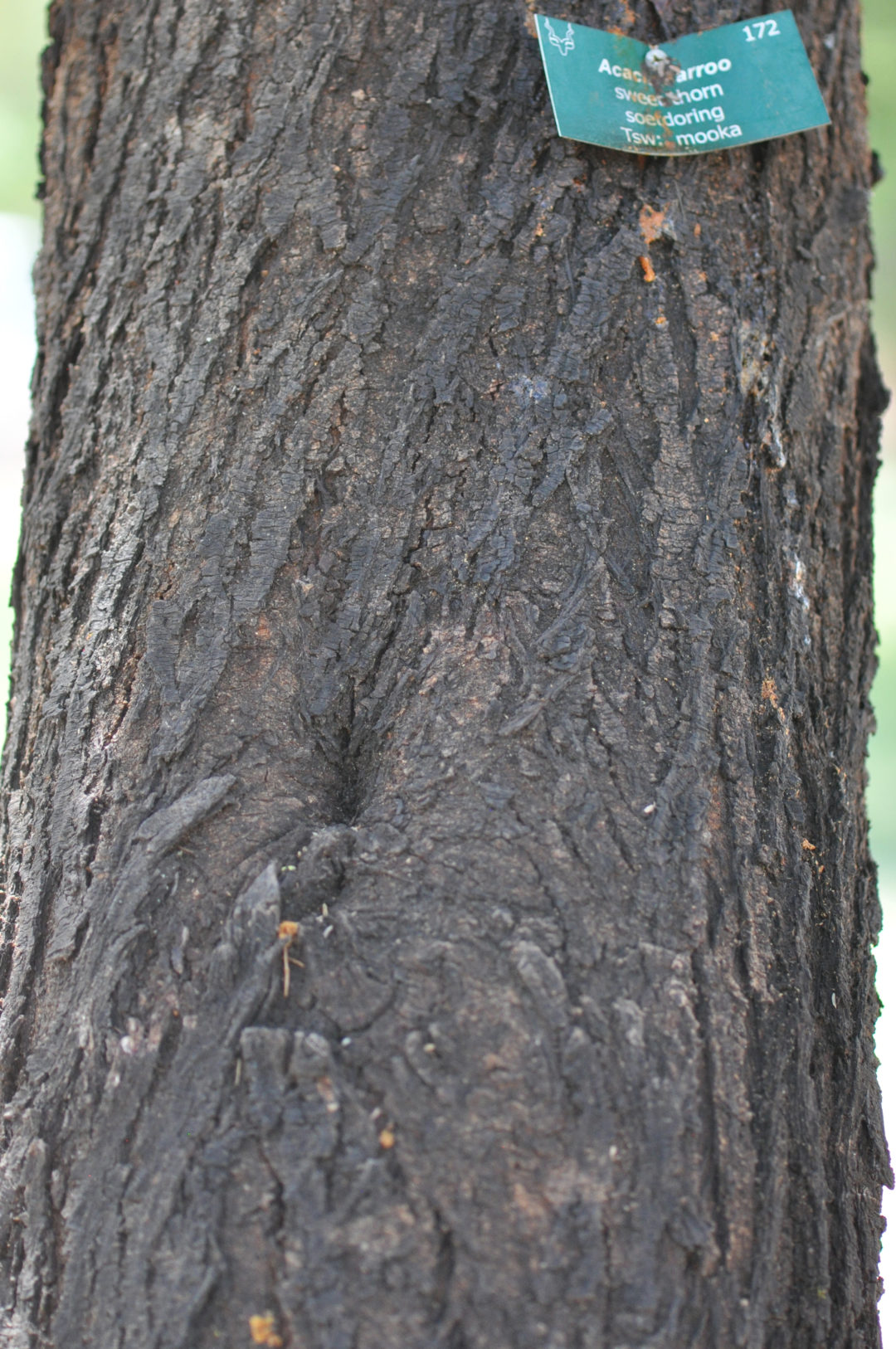 Vachellia karroo | Tree SA