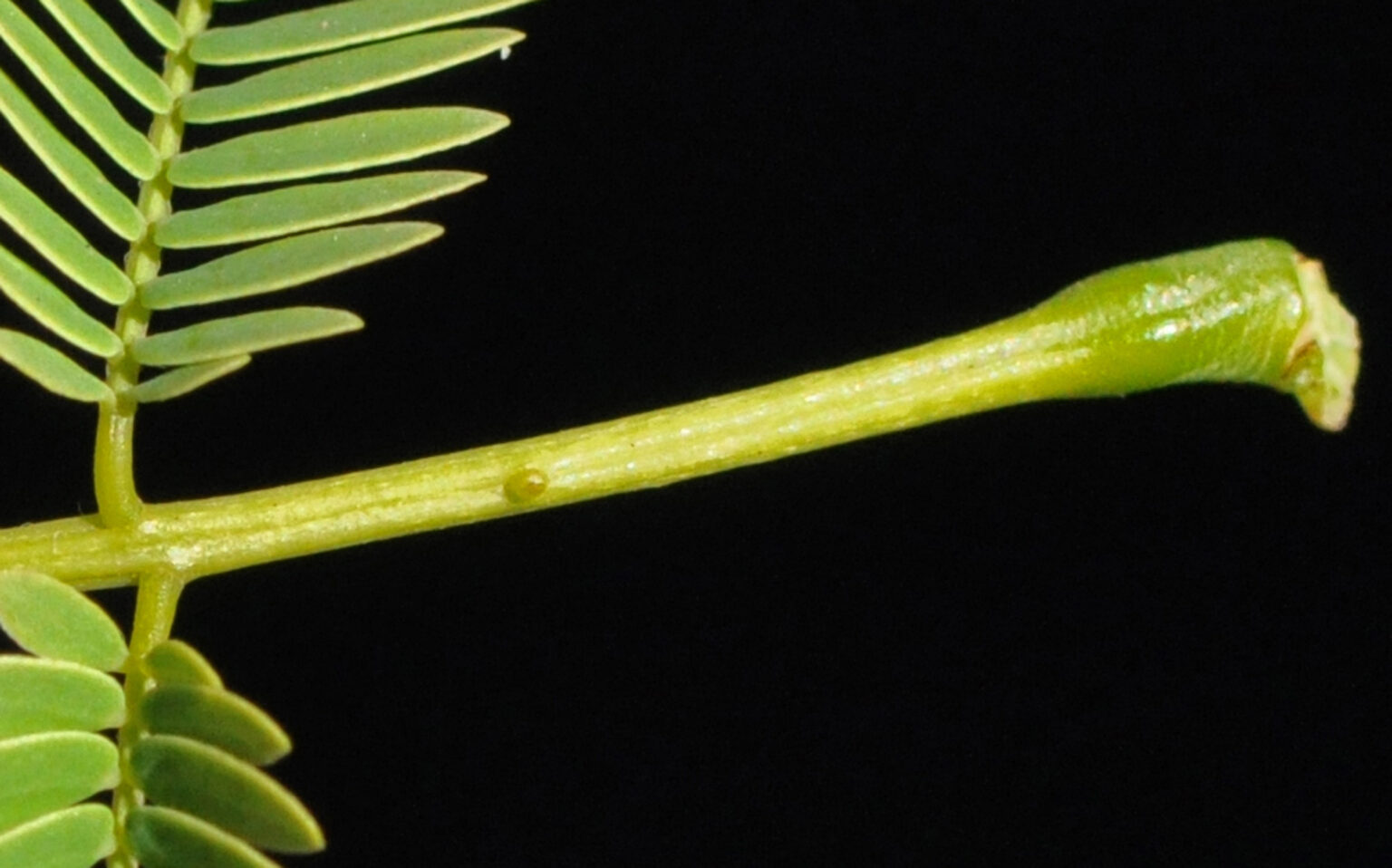 Senegalia galpinii | Tree SA