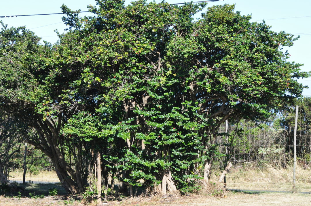 Carissa macrocarpa | Tree SA