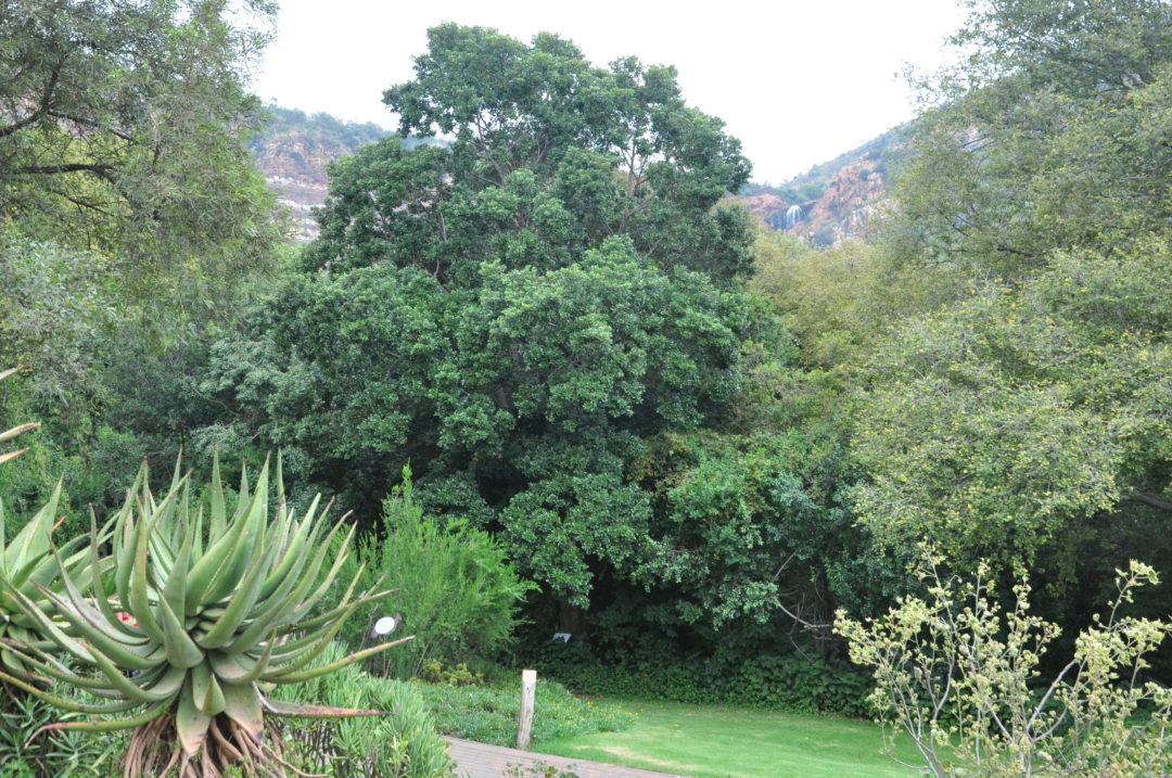Cryptocarya latifolia | Tree SA
