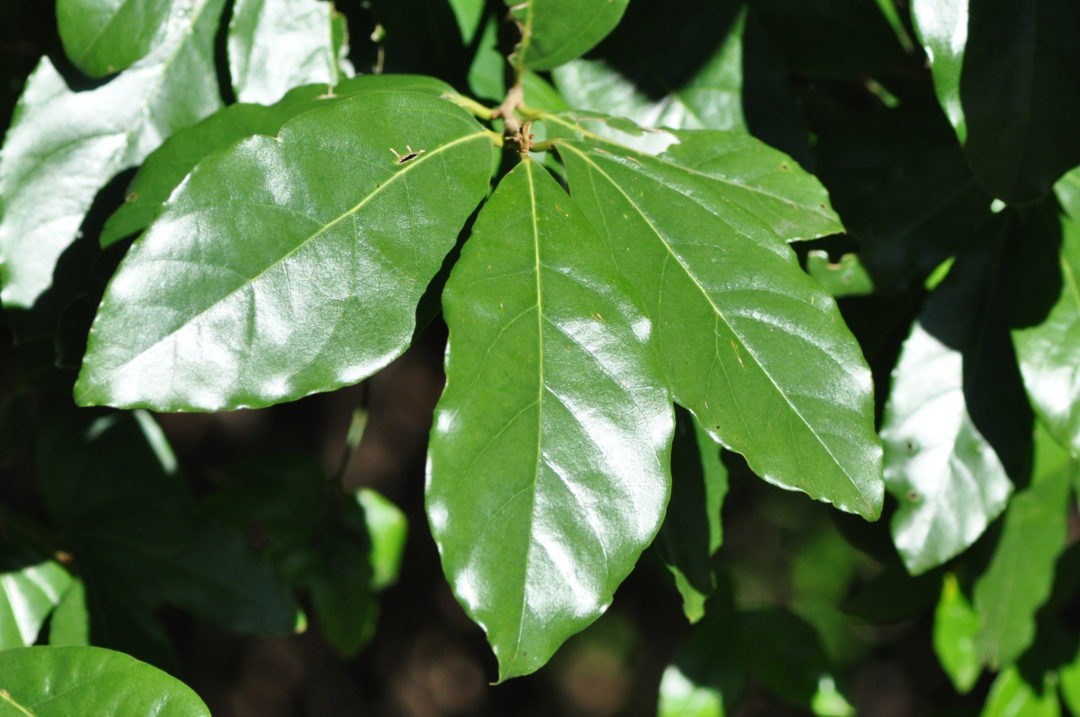 Cryptocarya latifolia | Tree SA