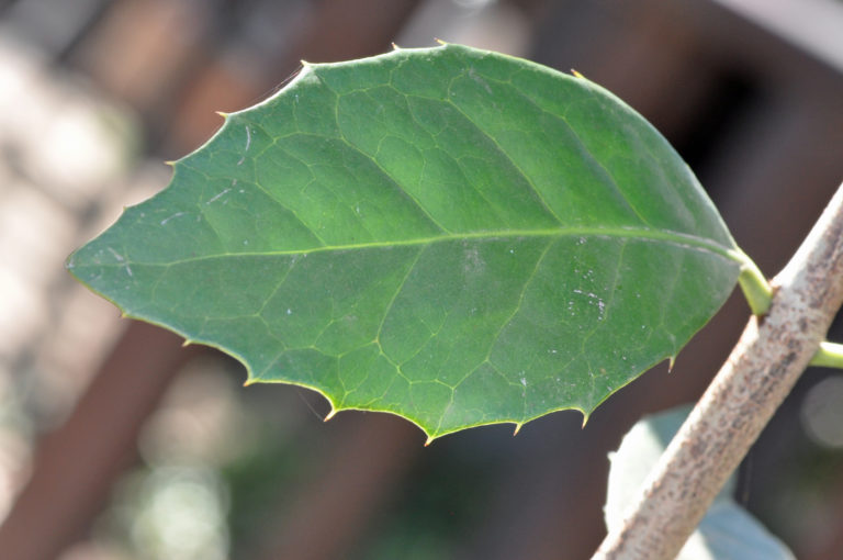 Elaeodendron croceum | Tree SA