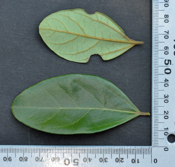 Cryptocarya latifolia | Tree SA